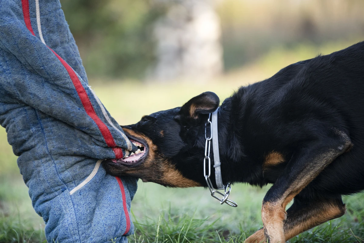 Dog Bite Laws in Alabama | Steven R. Morris